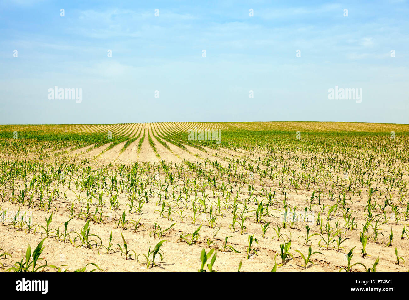 Corn field, summer Stock Photo - Alamy