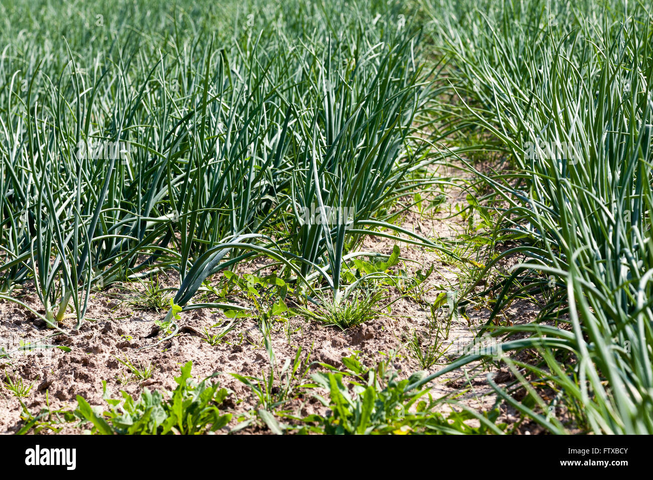 field with green onions Stock Photo - Alamy