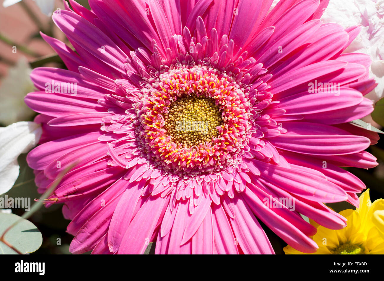 background of flowers and nature, spring concept and joy Stock Photo ...