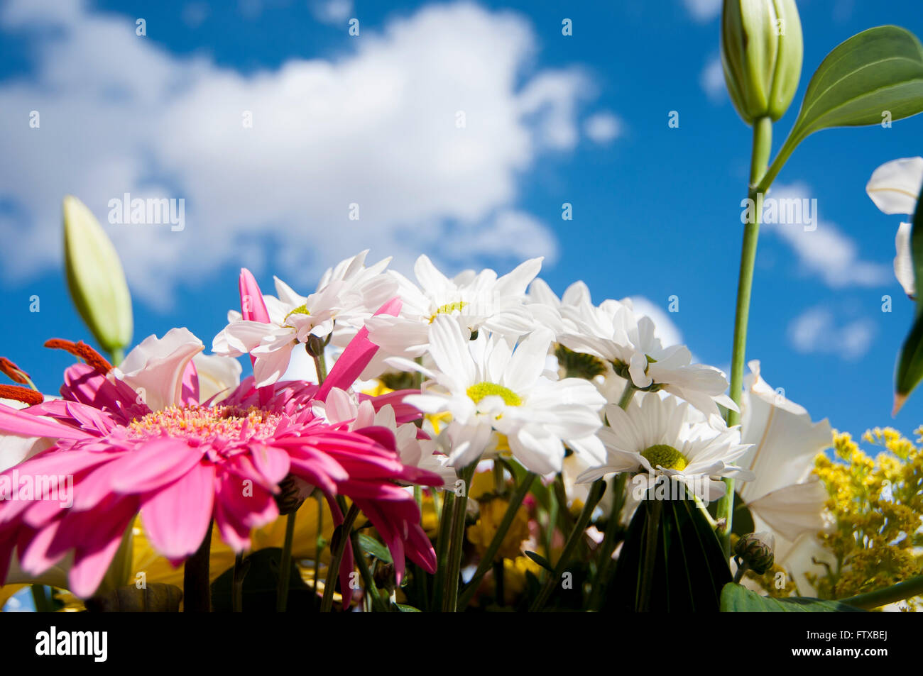 garden, field of flowers in spring with cloudy sky background Stock ...
