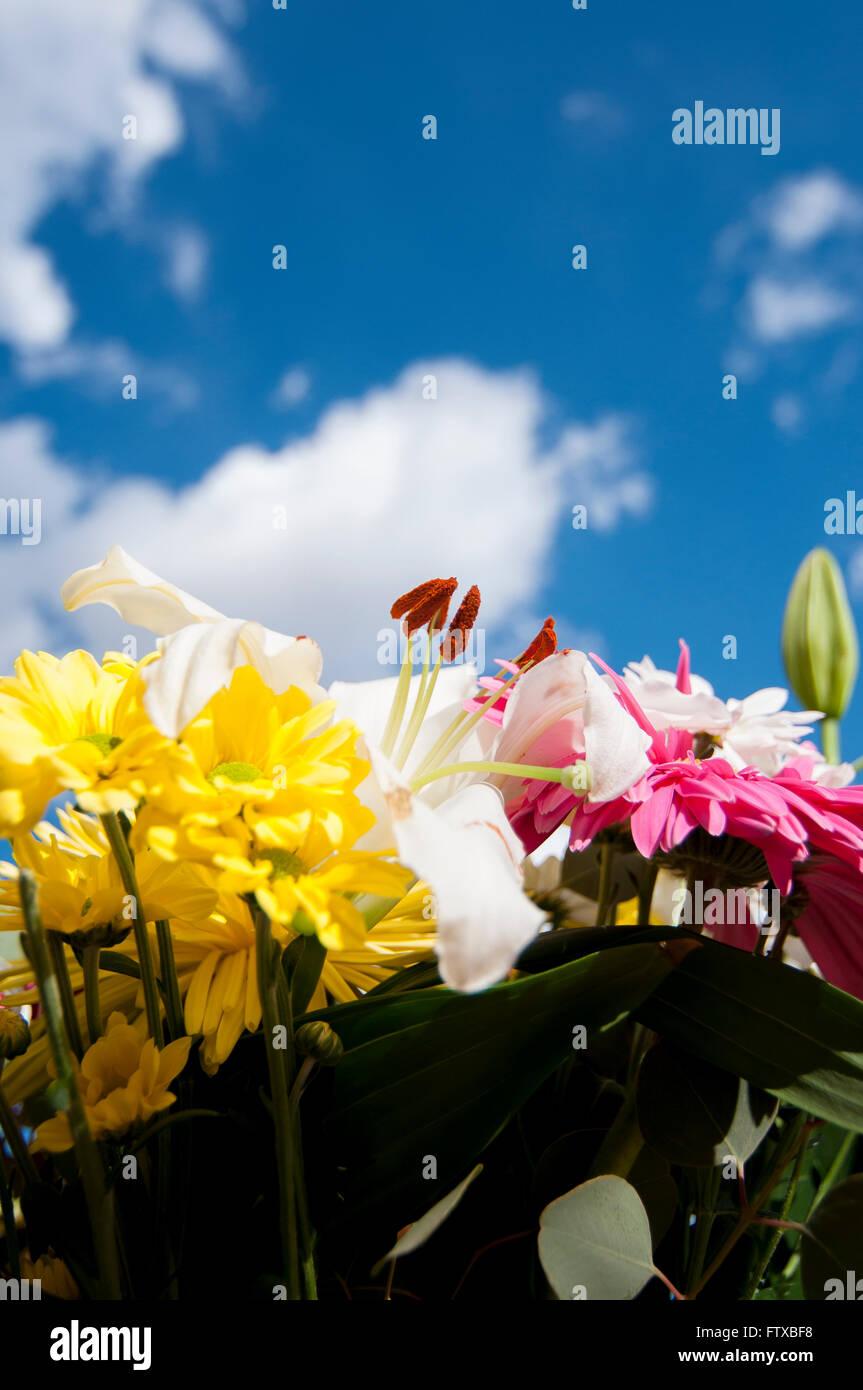 bunch, field of flowers in spring with cloudy sky background Stock ...