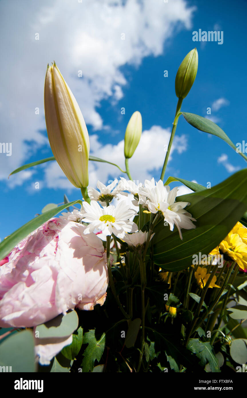 garden, field of flowers in spring with cloudy sky background Stock ...