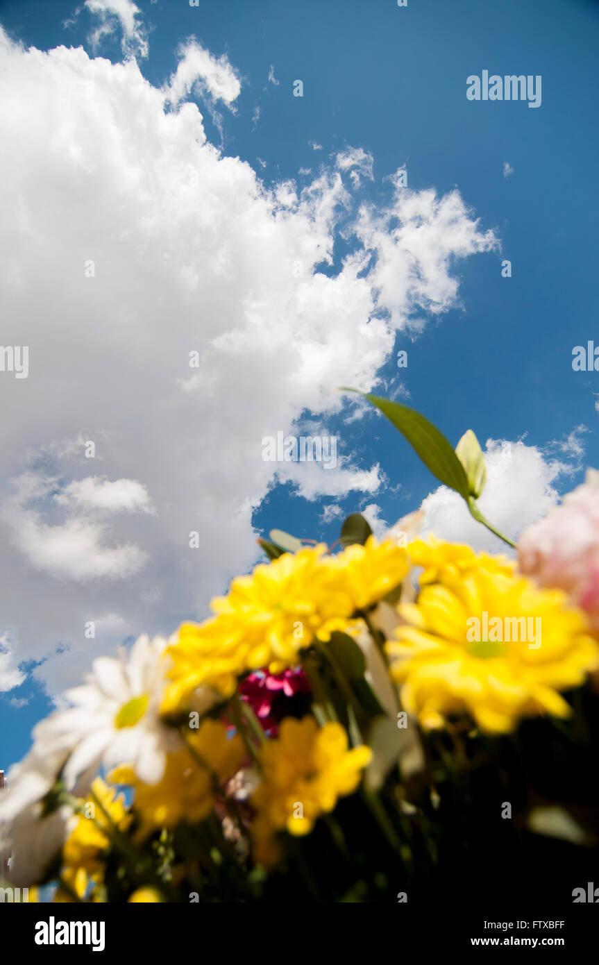bouquet, field of flowers in spring with cloudy sky background Stock ...
