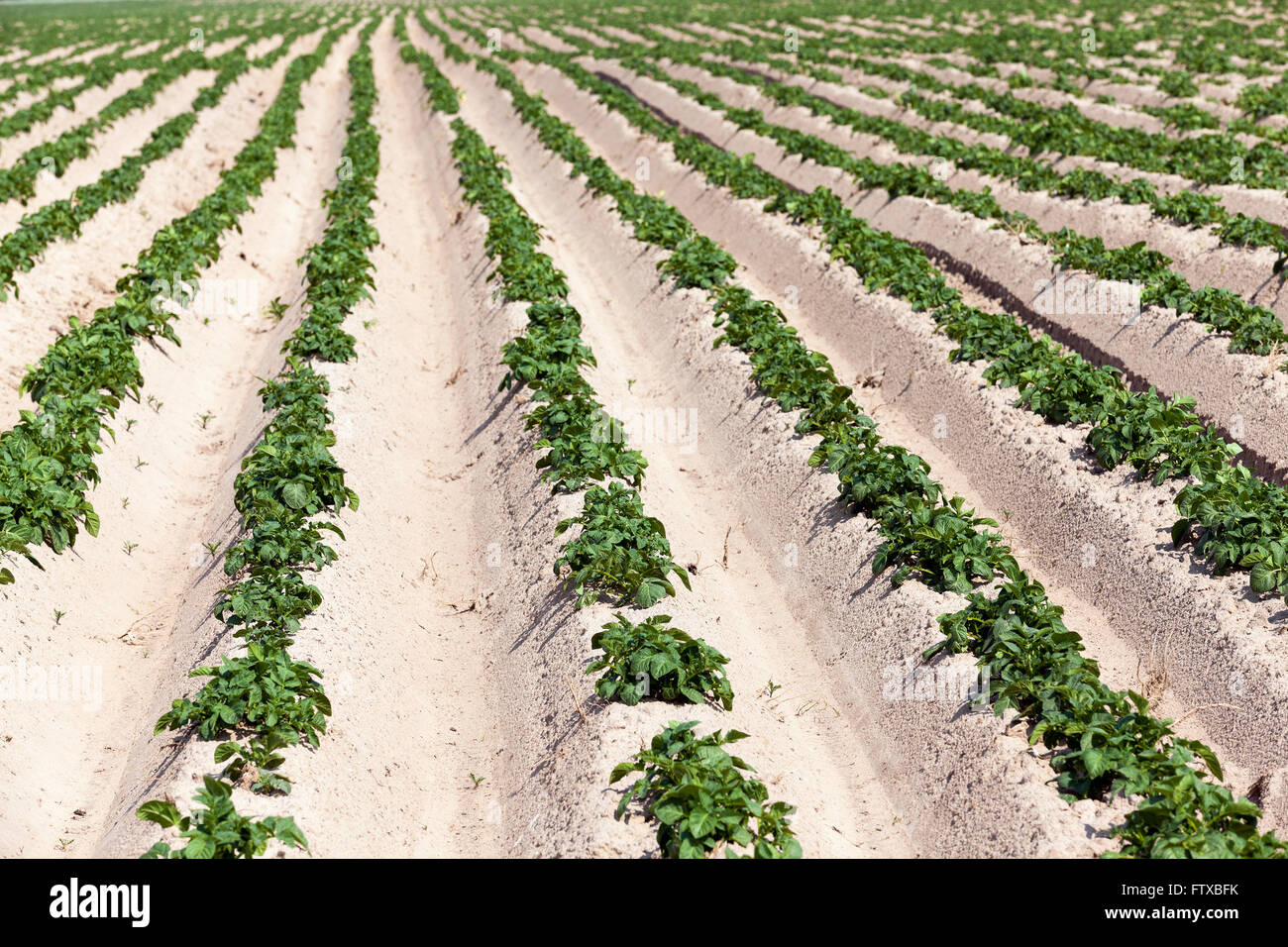 Agriculture, potato field Stock Photo - Alamy