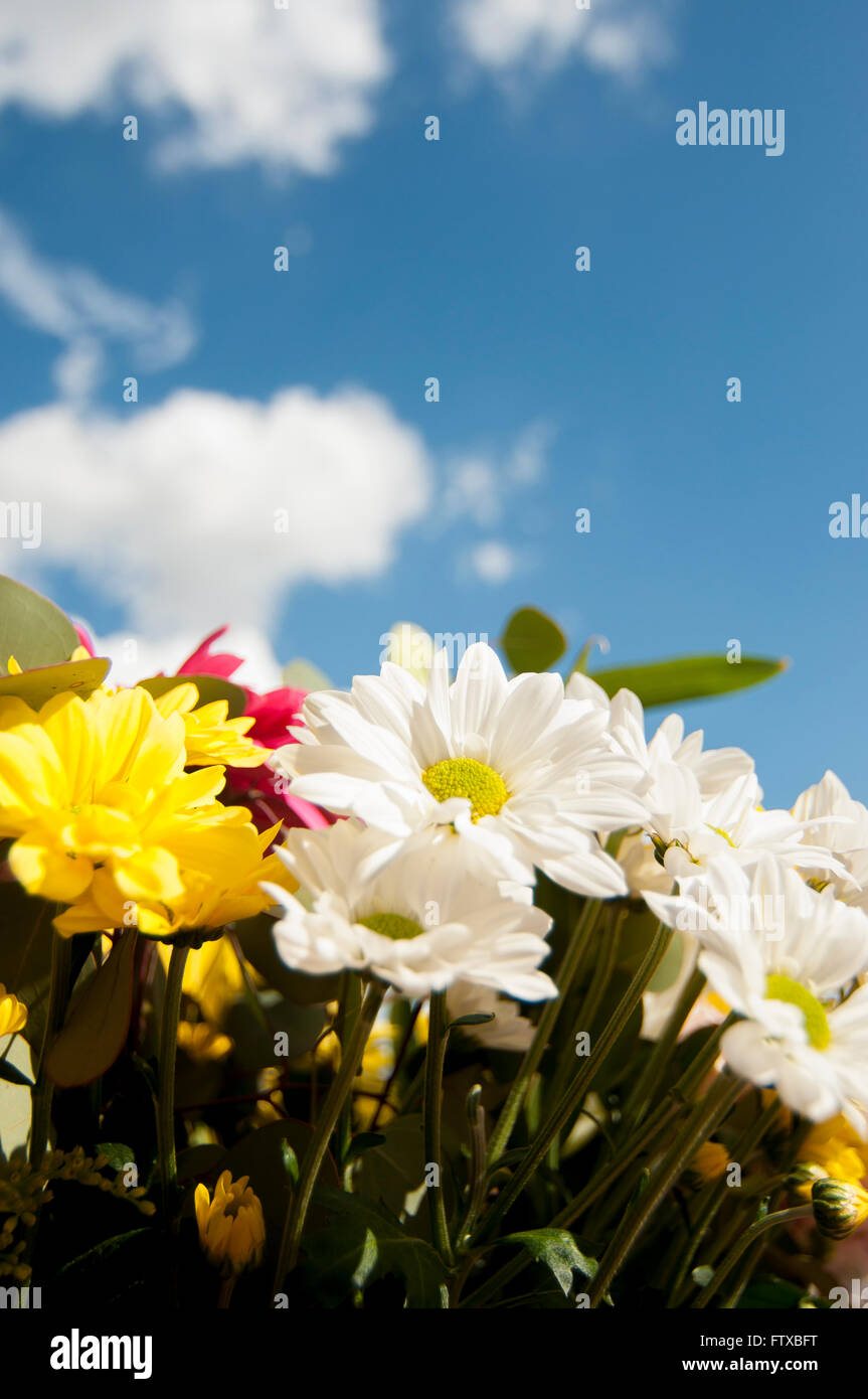 bouquet, field of flowers in spring with cloudy sky background Stock ...