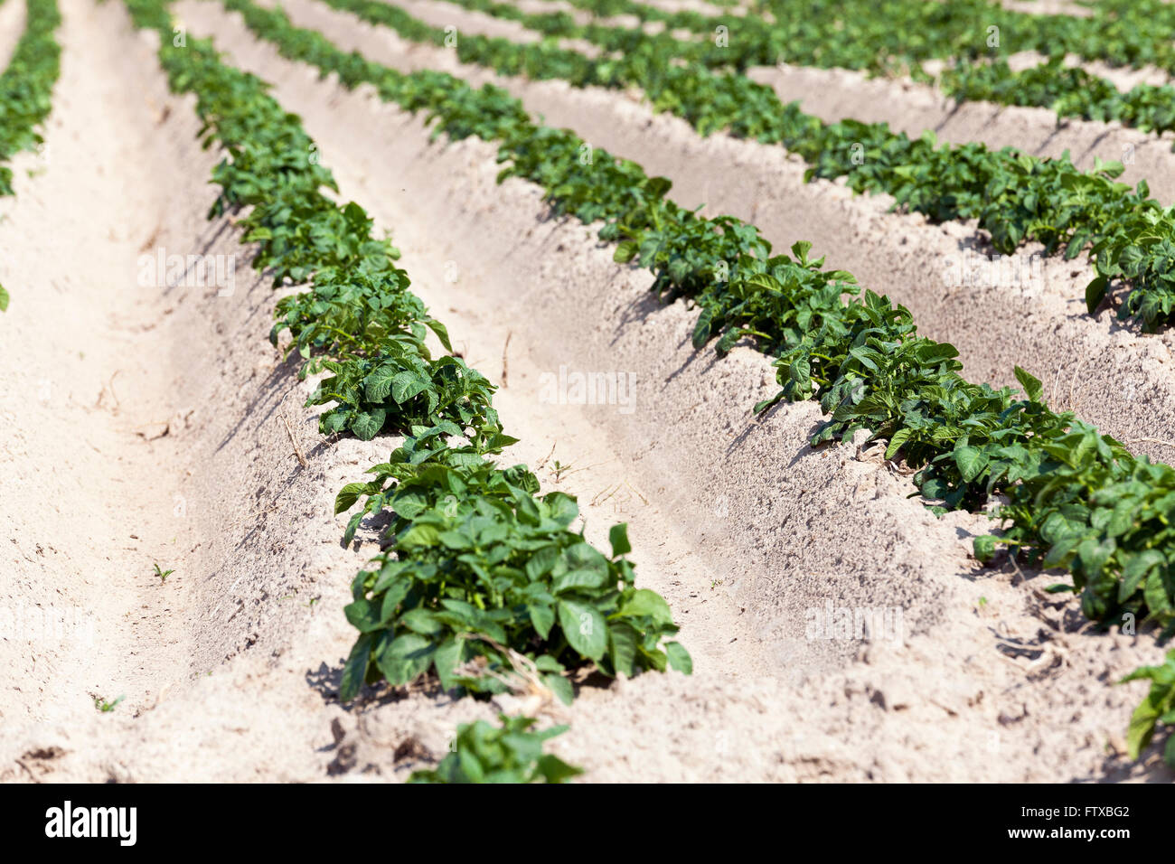Agriculture, potato field Stock Photo - Alamy
