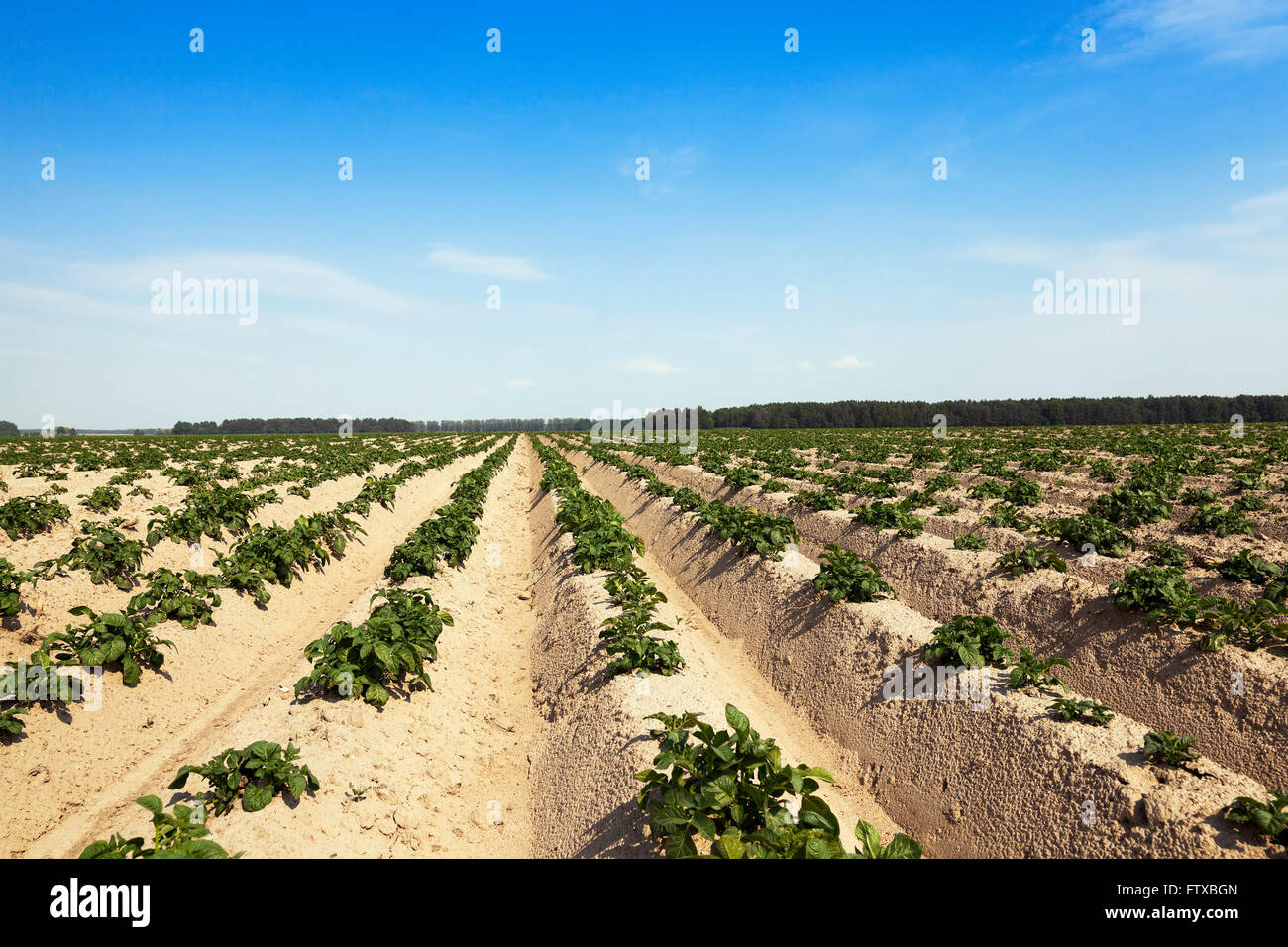 Agriculture, potato field Stock Photo - Alamy