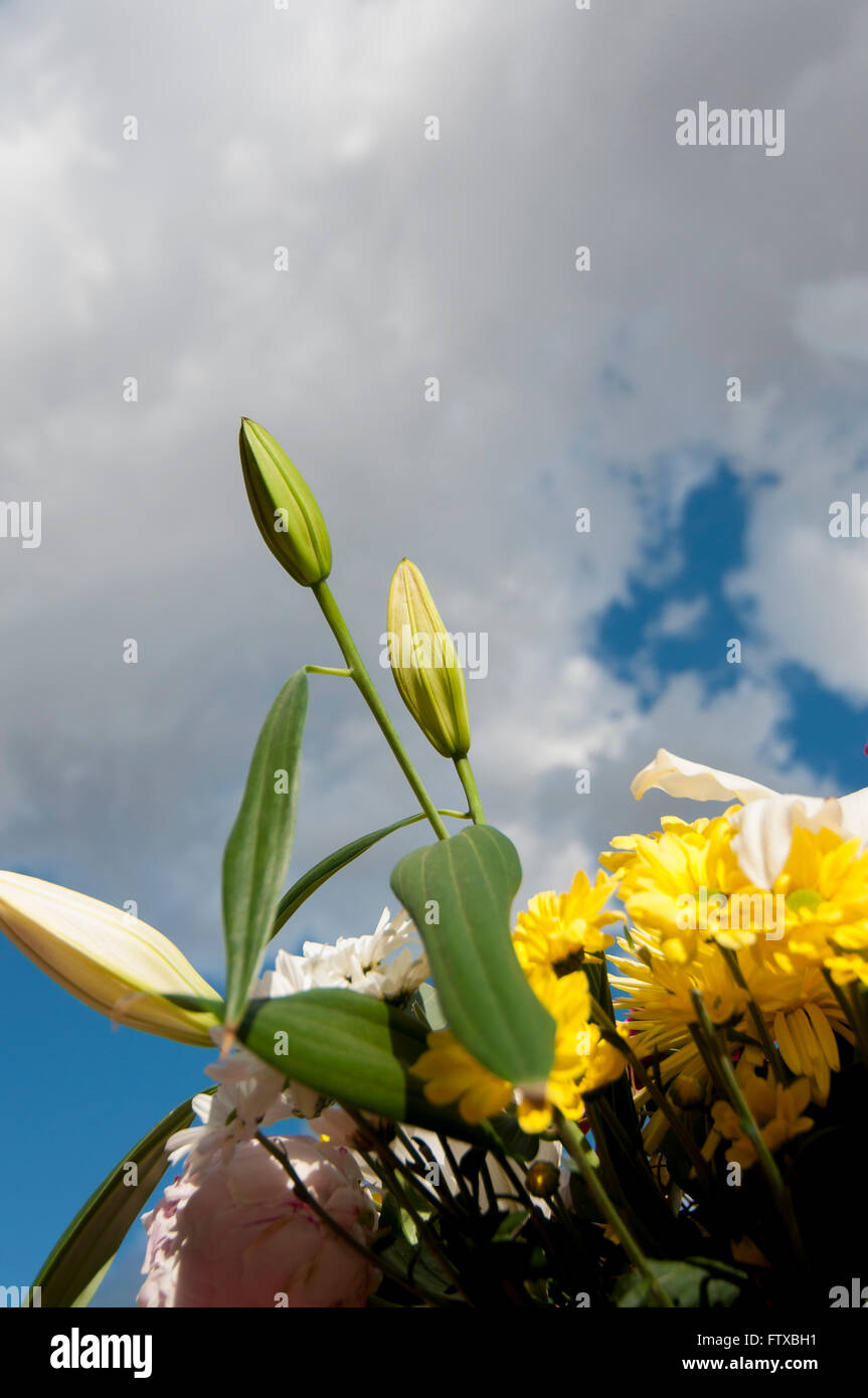 bouquet, field of flowers in spring with cloudy sky background Stock ...