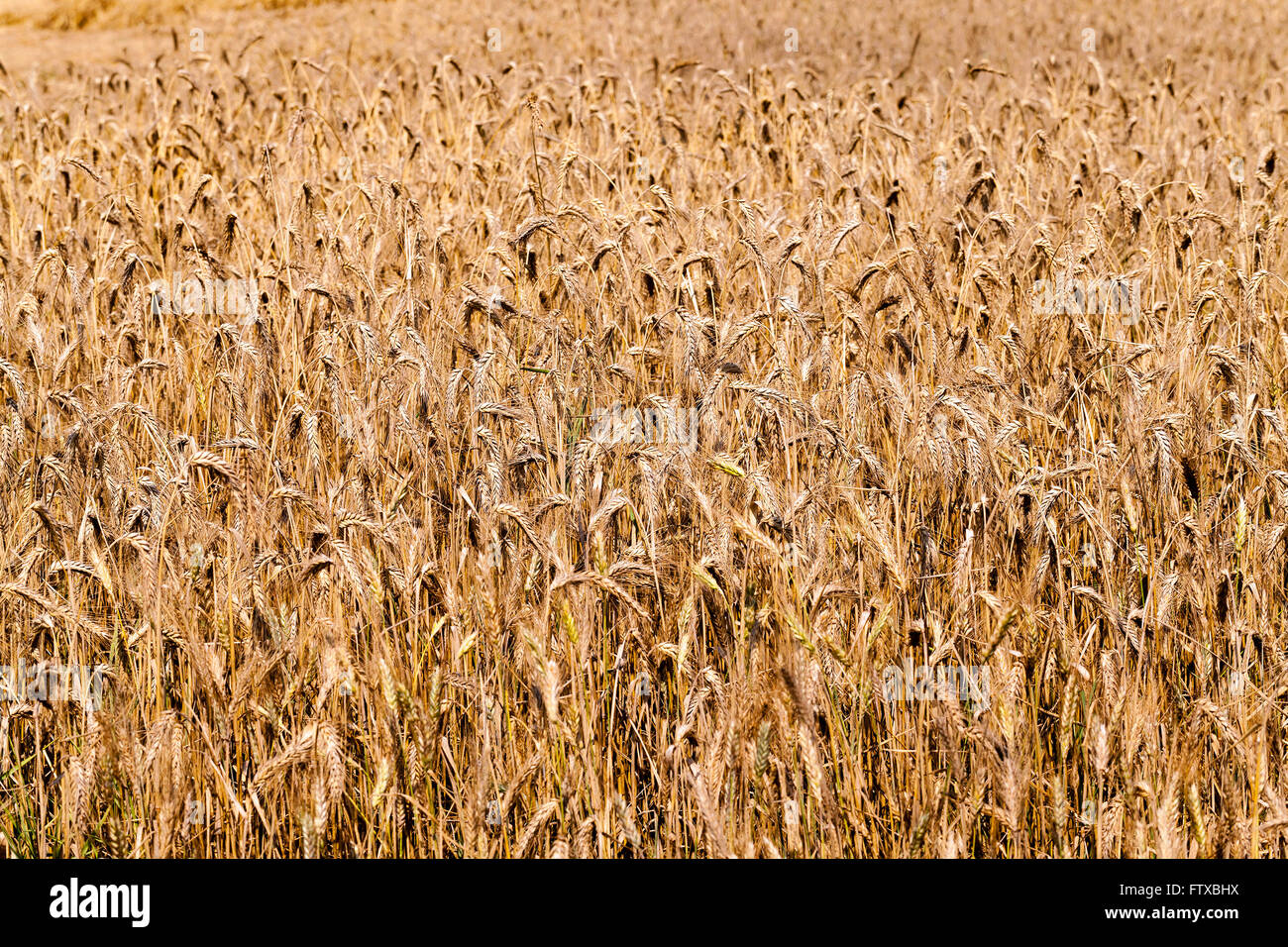 farm field cereals Stock Photo - Alamy
