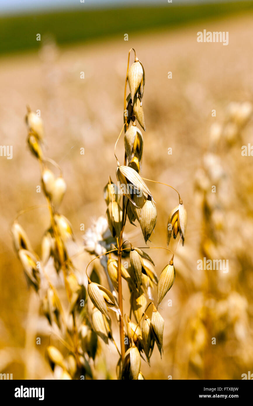Mature growth oats hi-res stock photography and images - Alamy