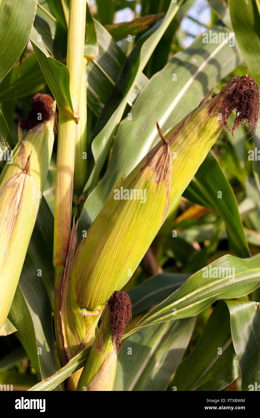 Beauty of ripe corn hi-res stock photography and images - Alamy