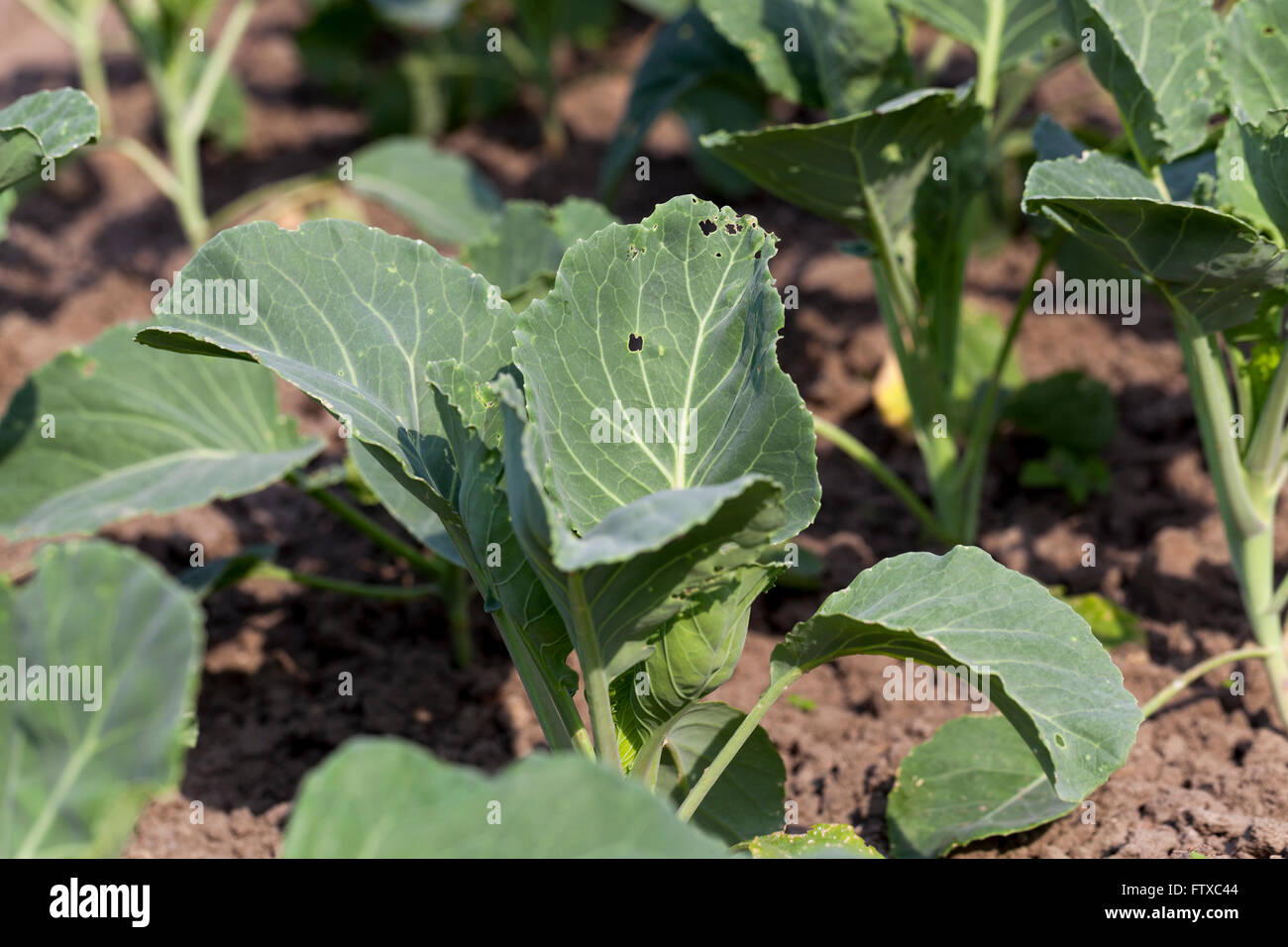 Field of cabbage, spring Stock Photo - Alamy