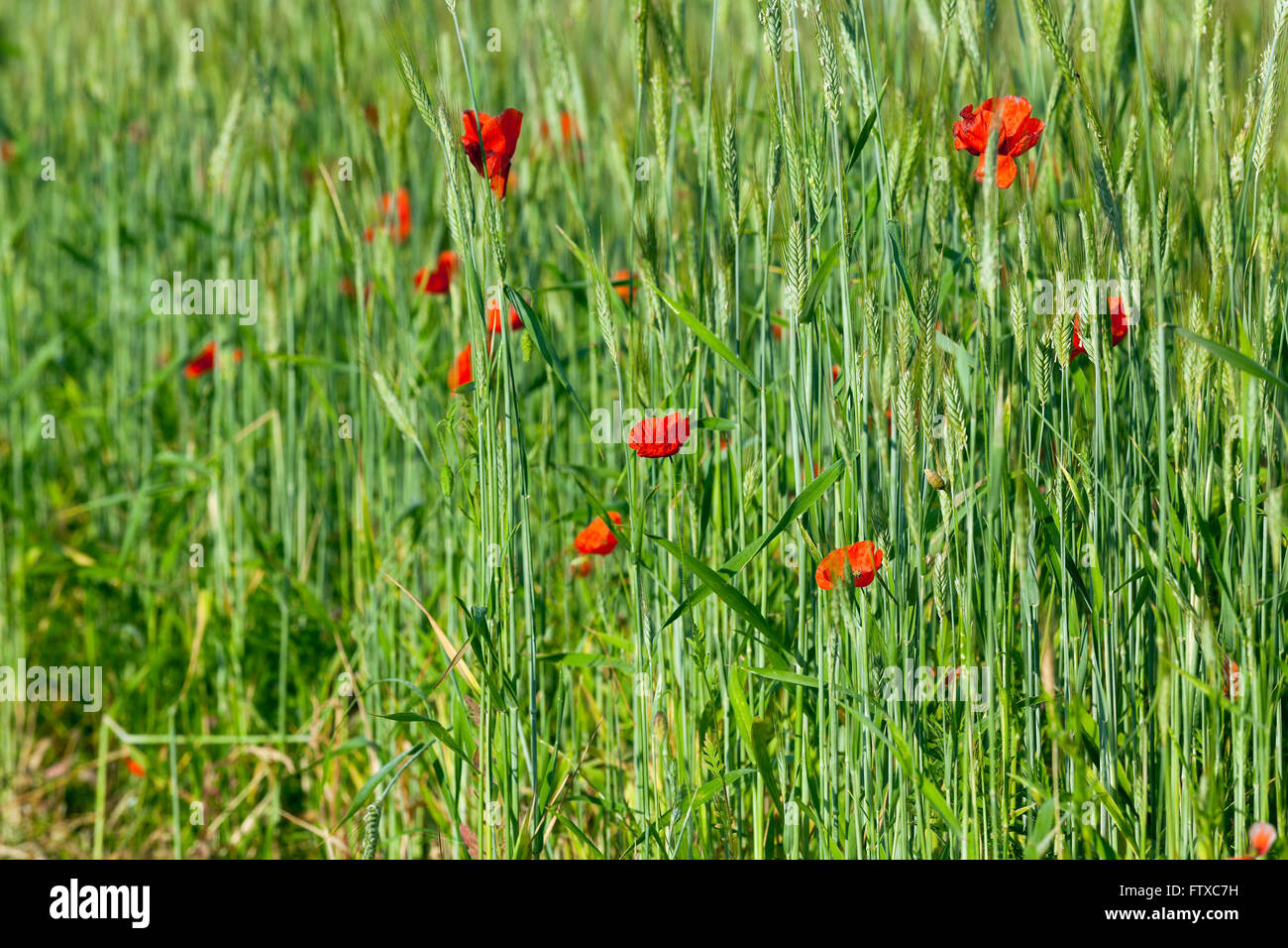 Poppy field brighton hi-res stock photography and images - Alamy