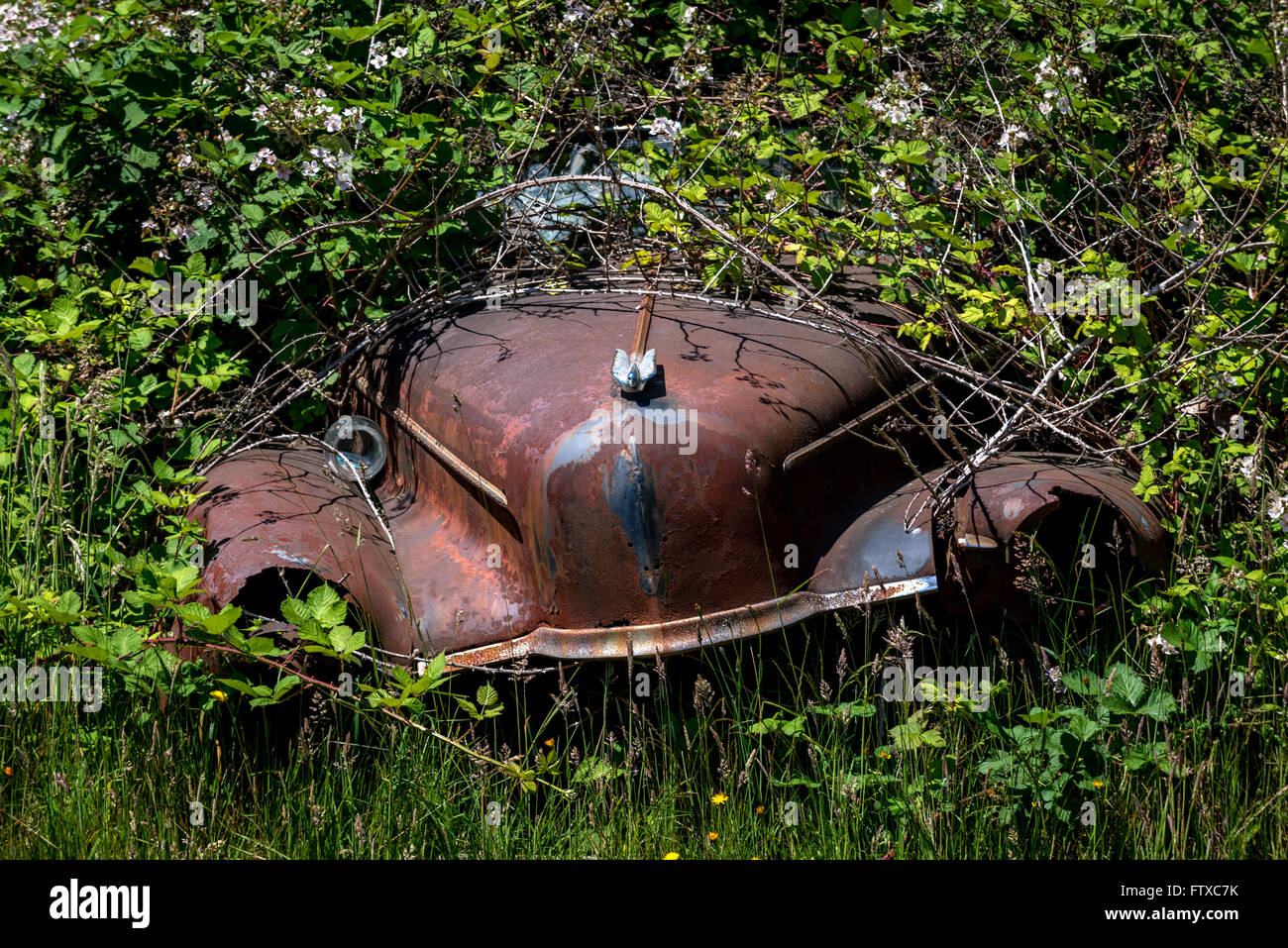 Abandoned vehicles slowly being devoured by nature in an American ...