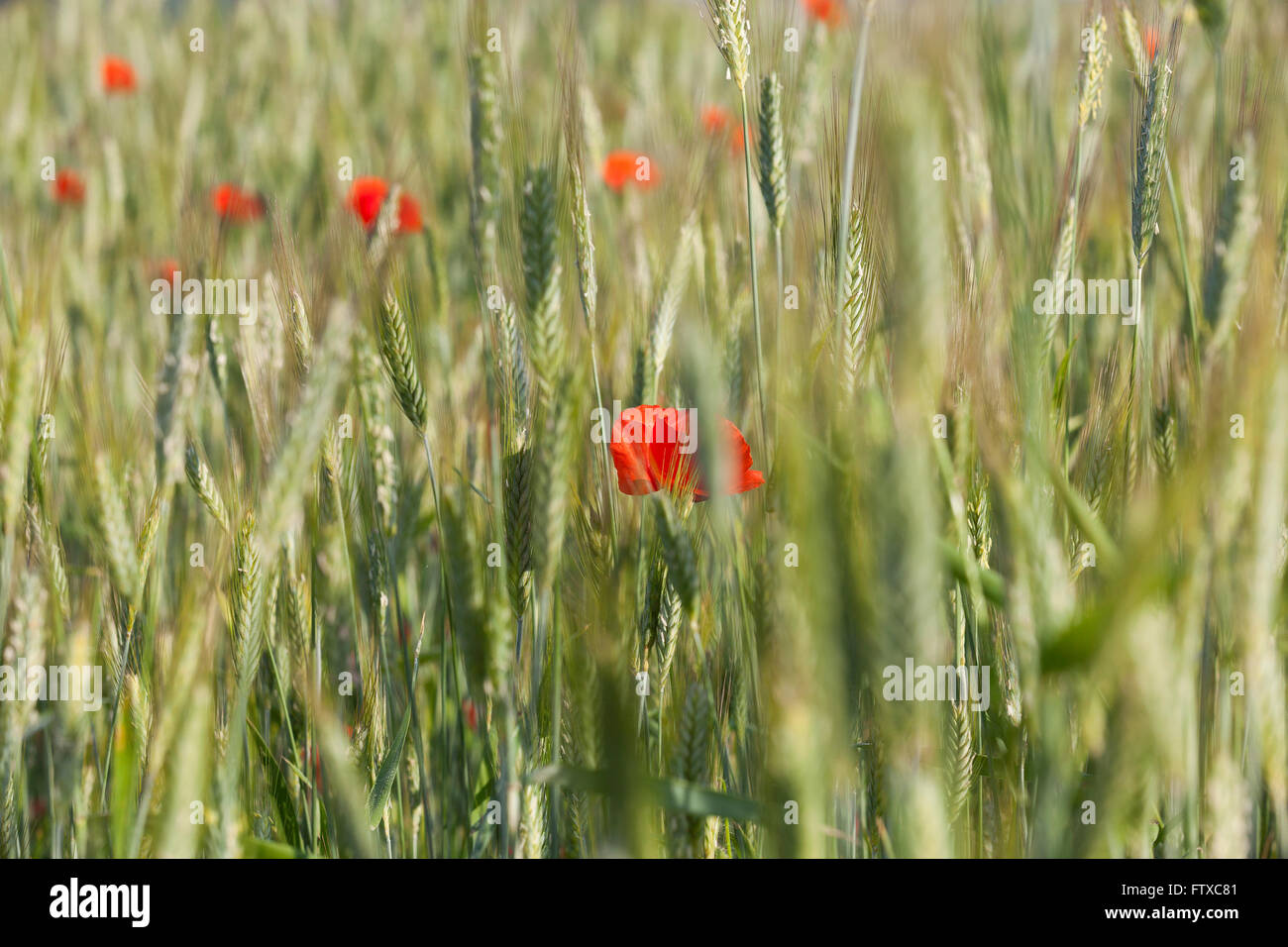 Real poppy hi-res stock photography and images - Alamy
