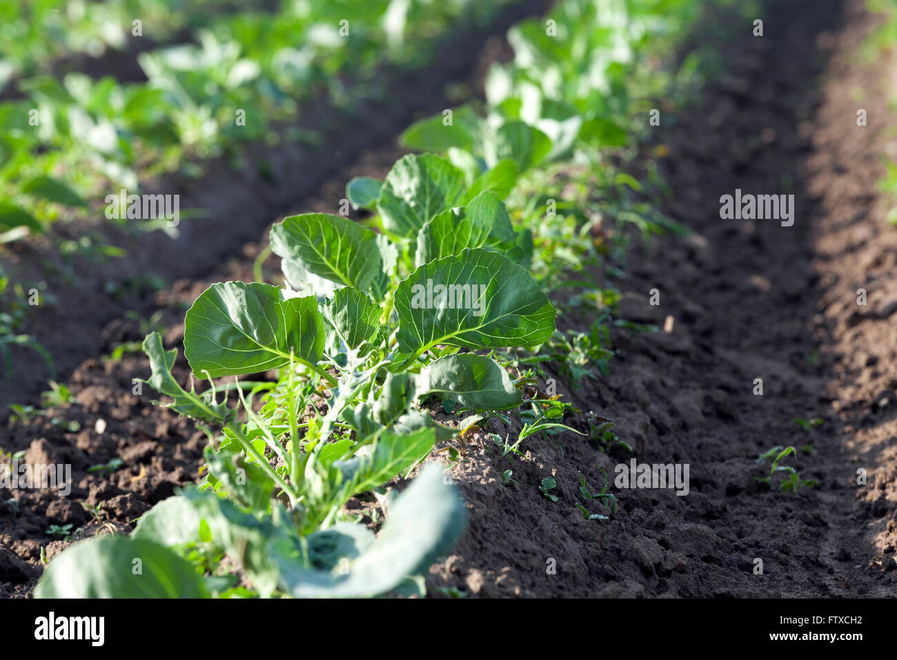 Field of cabbage, spring Stock Photo - Alamy