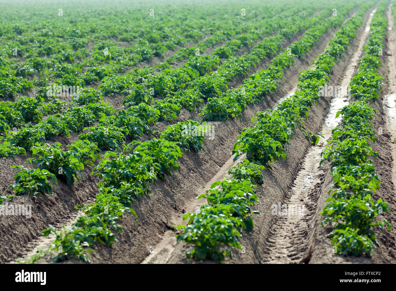 Agriculture, potato field Stock Photo - Alamy