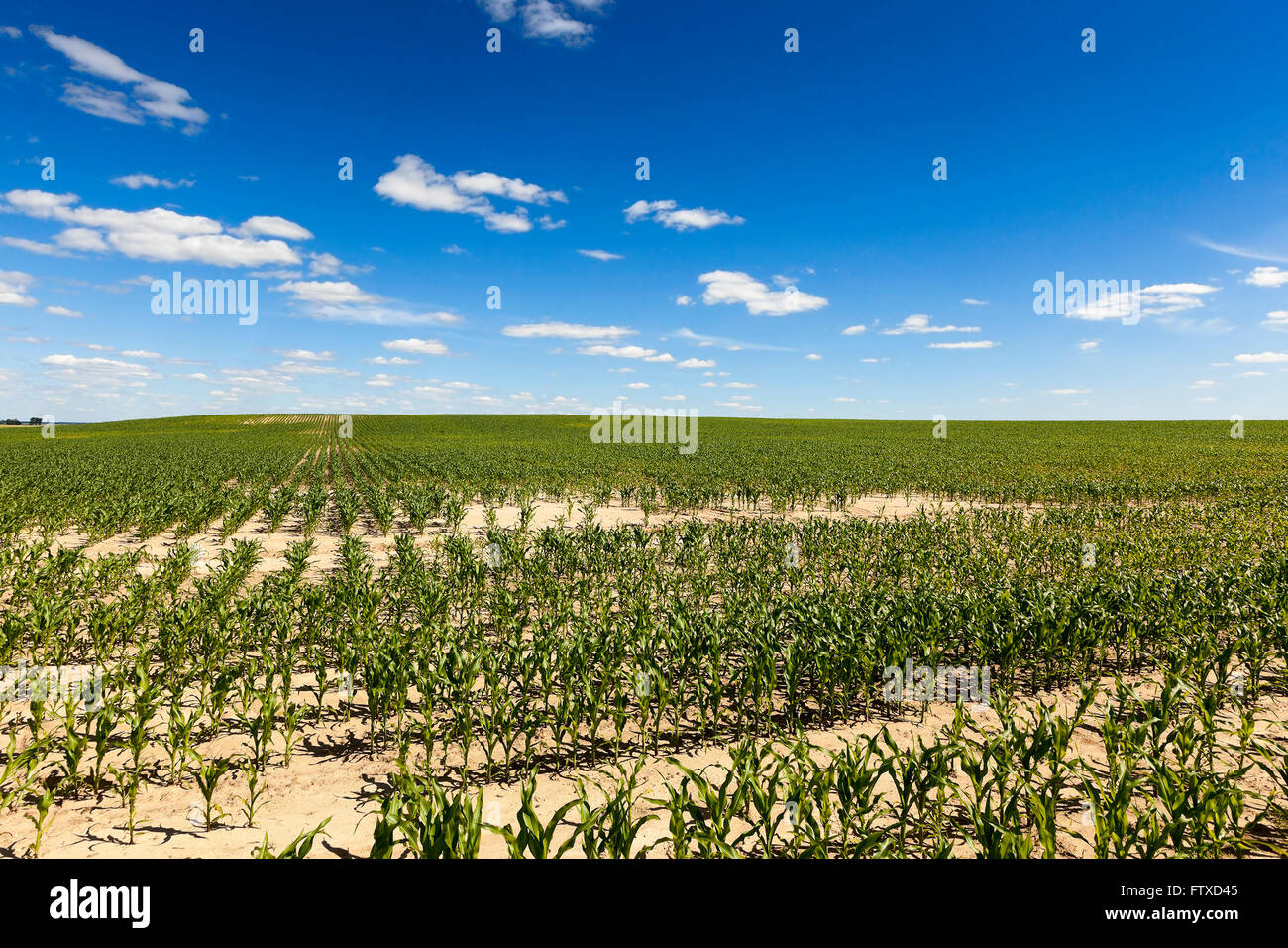Corn field, summer Stock Photo - Alamy