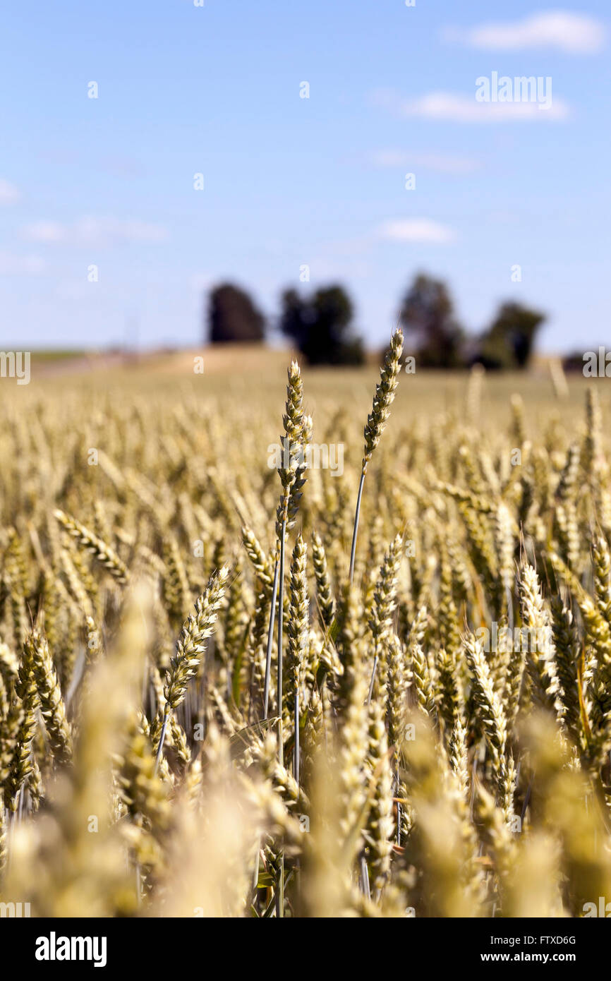 wheat field, tree Stock Photo - Alamy