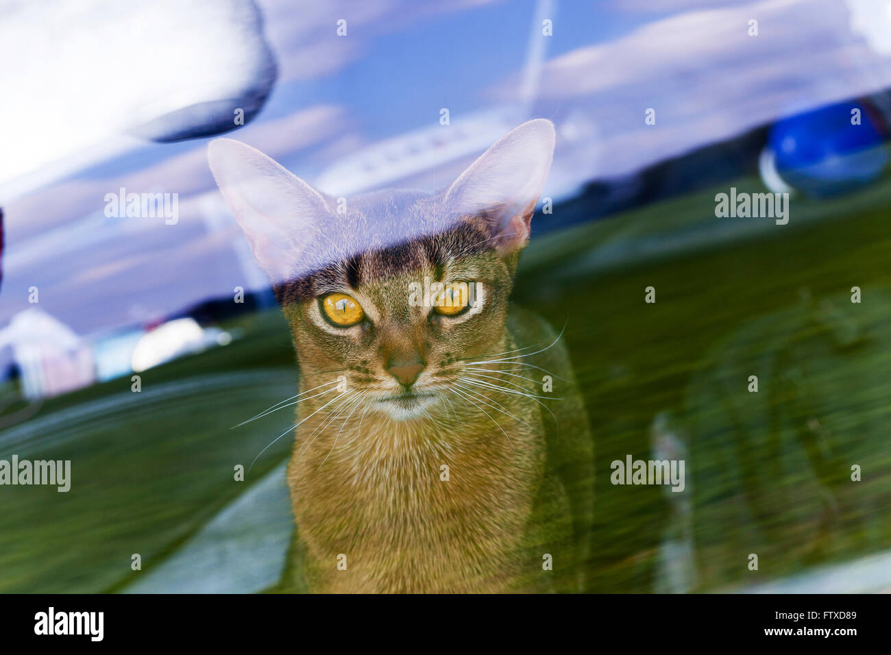 Cat behind glass hi-res stock photography and images - Alamy