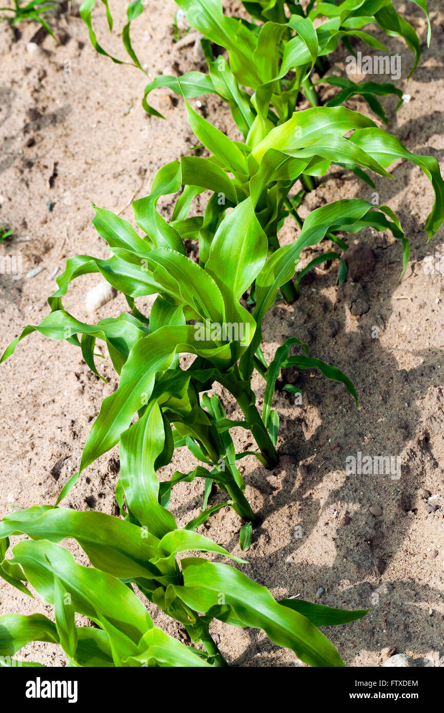 corn plants, spring Stock Photo - Alamy