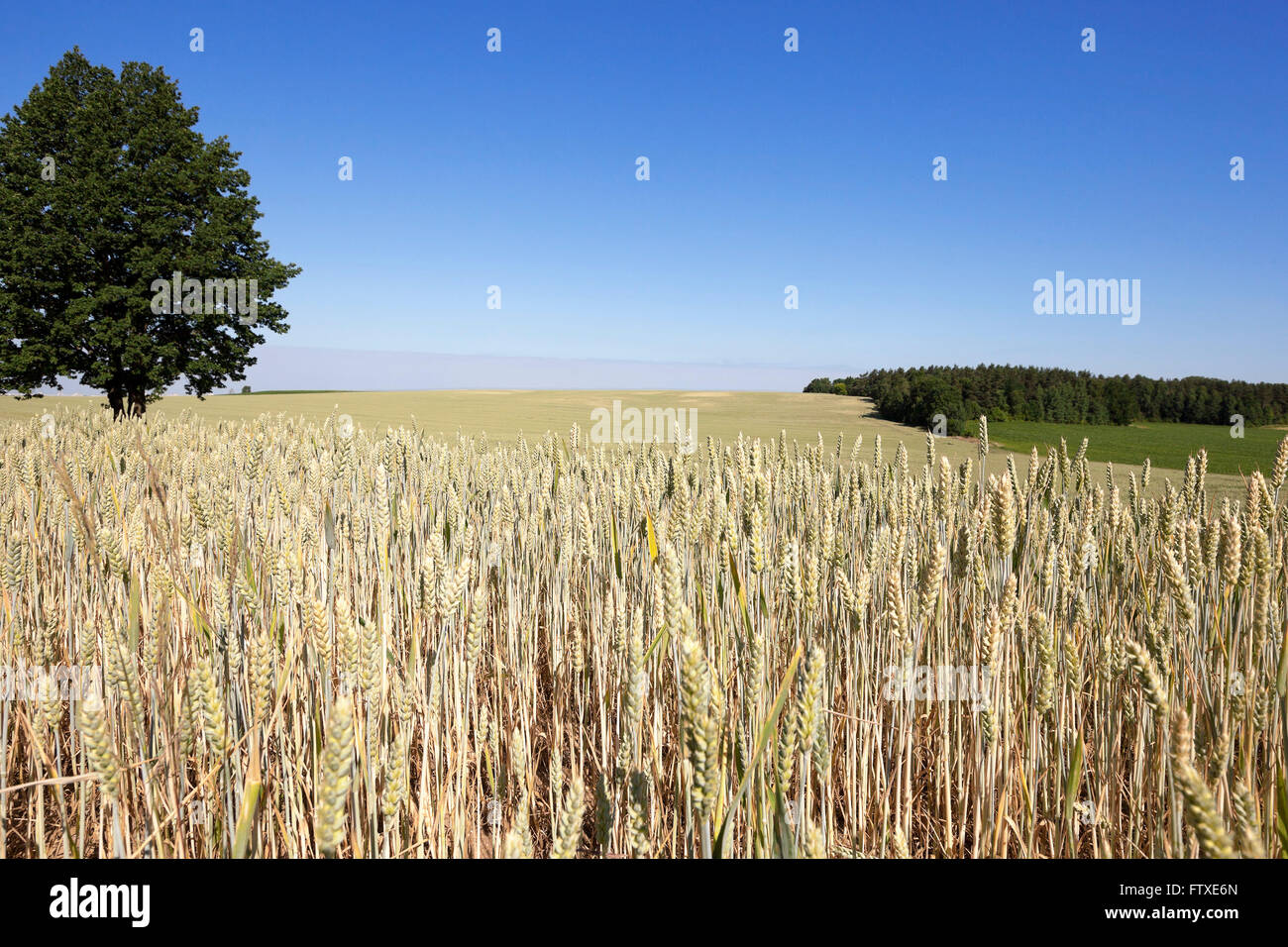 farm field cereals Stock Photo - Alamy
