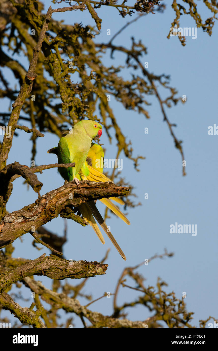 Bushy Park, London. Rose-ringed parakeet (Psittacula krameri) in tree ...