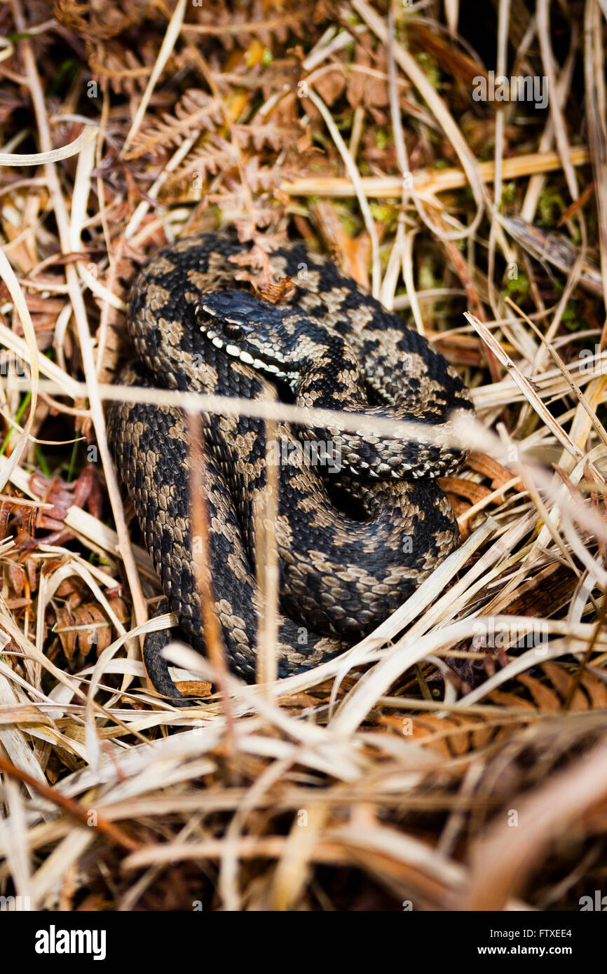 Adder scotland hi-res stock photography and images - Alamy