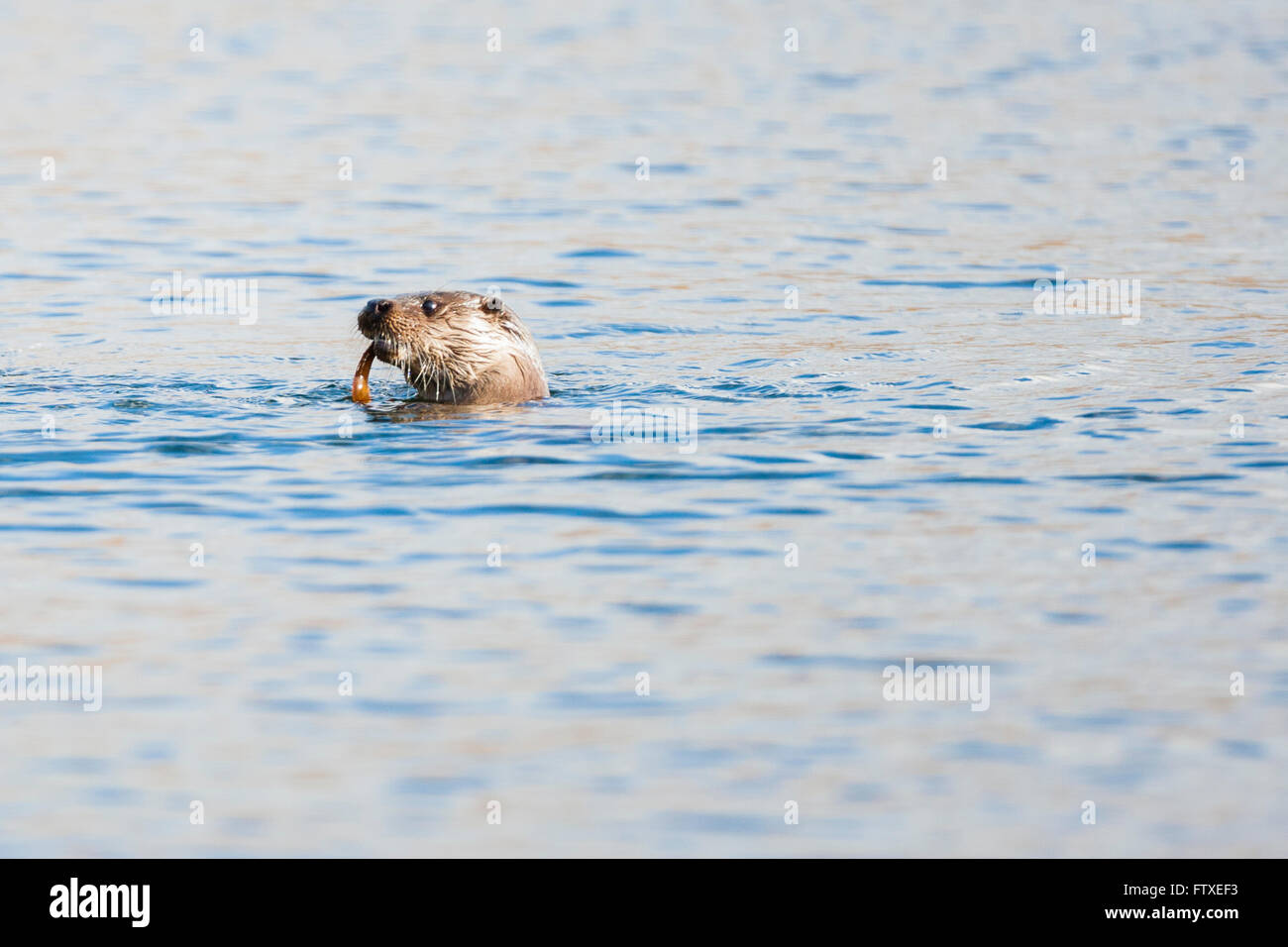 Isle of Mull, Scotland. Otter (lutra lutra) with crayfish in jaws Stock ...