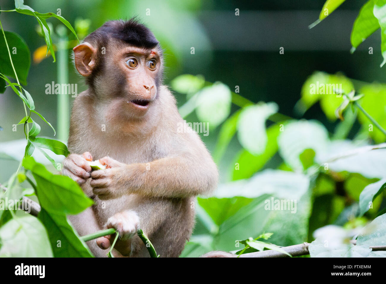 SABAH, MALAYSIAN BORNEO A young male macaque (Cercopithecidae Stock ...