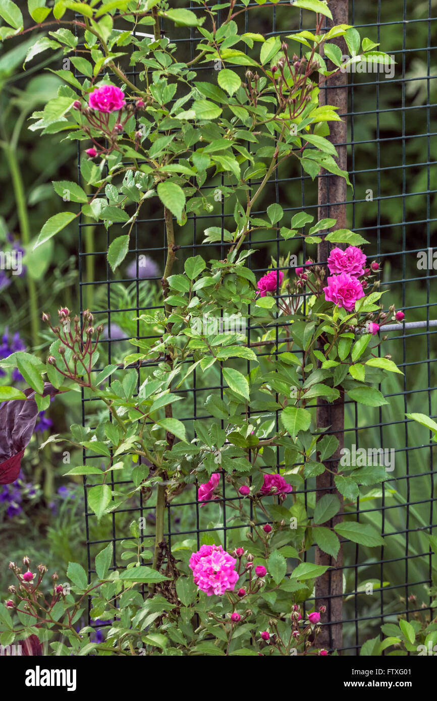 Nice pink decorative rose vertical in summer garden Stock Photo - Alamy