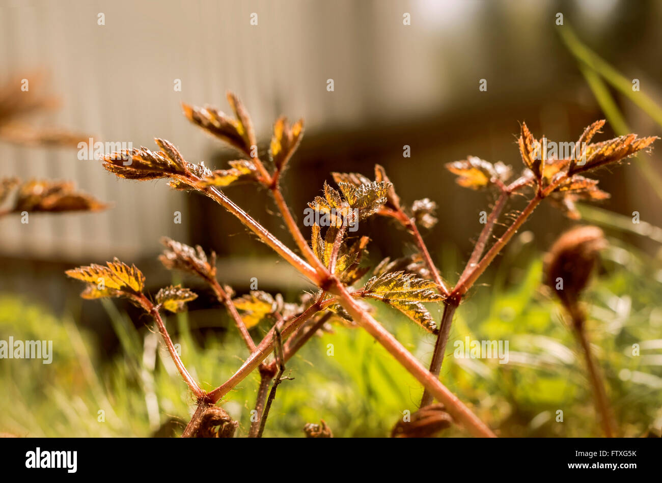 Nice spring shoots in sunlight like flowers Stock Photo - Alamy