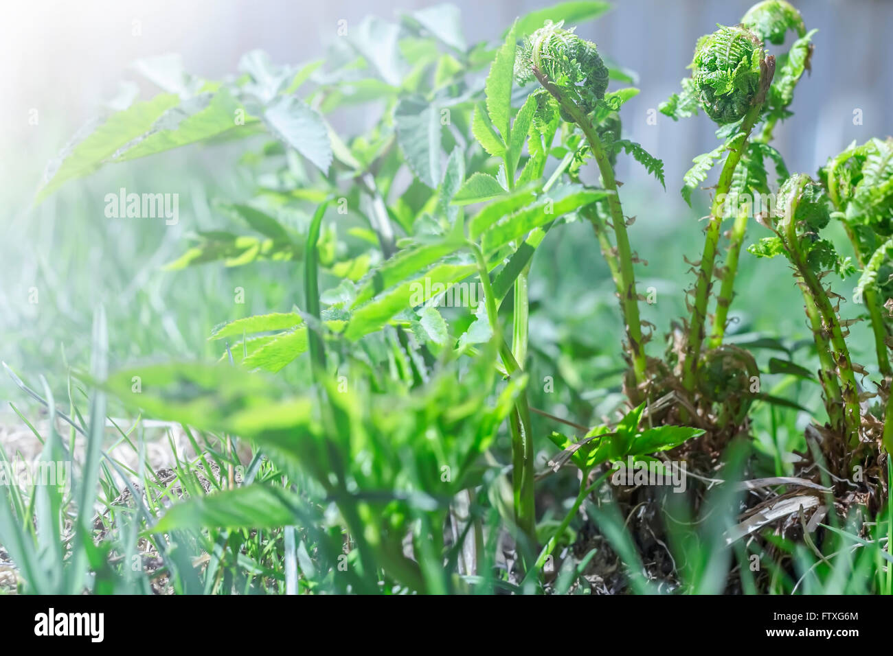 Nice spring green shoots in sunlight like flowers Stock Photo - Alamy