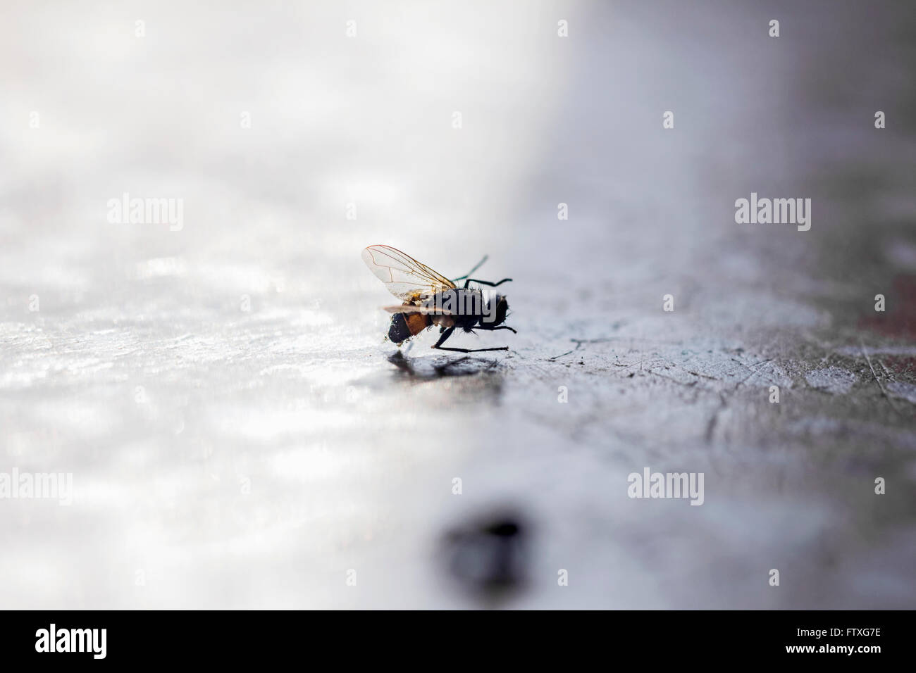 Super wings hi-res stock photography and images - Alamy