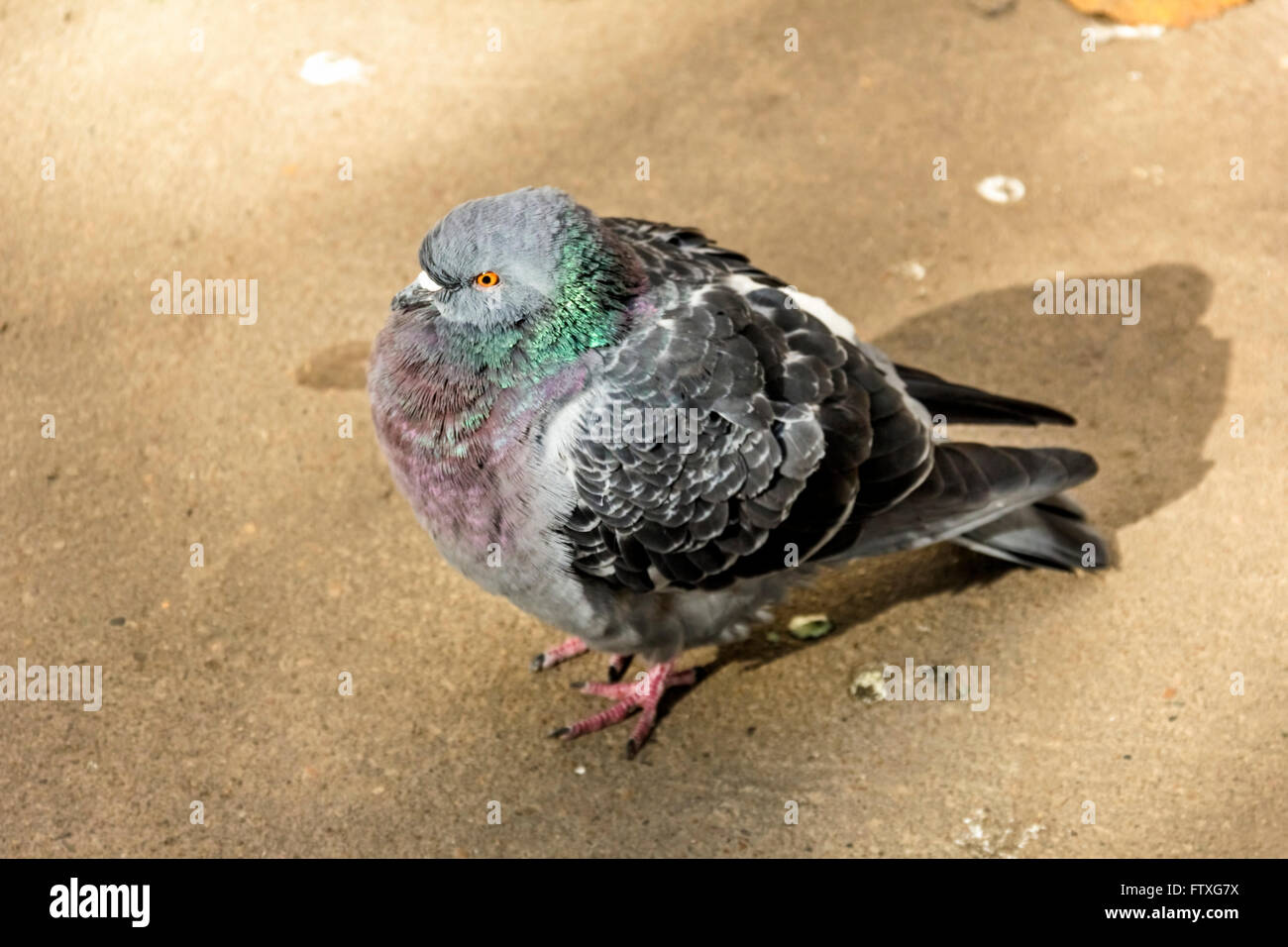 Pigeon gray large on pavement at sunny day Stock Photo - Alamy