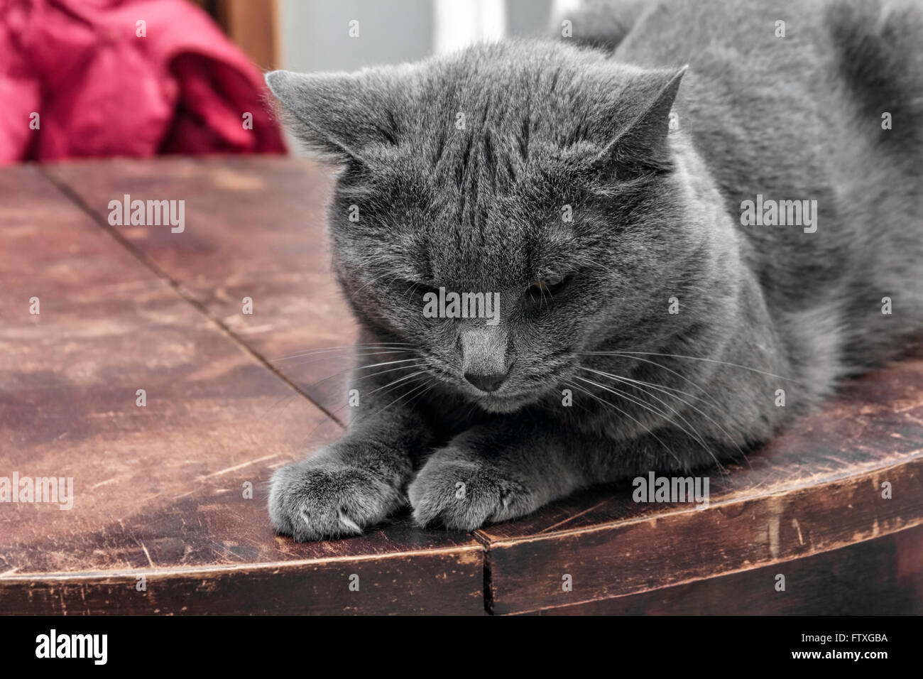 Brooding cat hi-res stock photography and images - Alamy