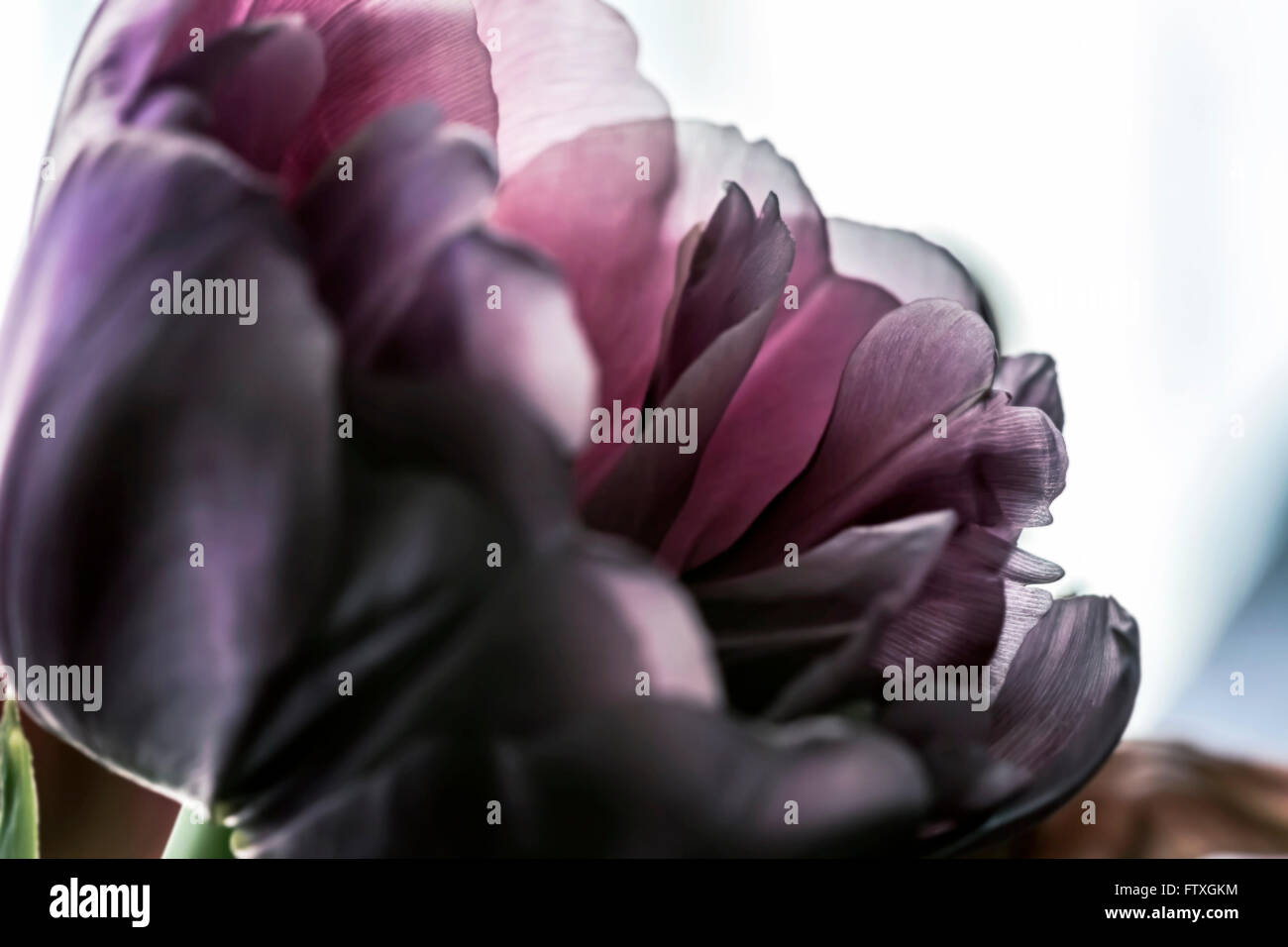 Large purple tulip with big petals in twilight Stock Photo - Alamy