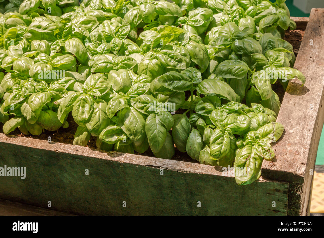 Close Up of Big Green Fresh Basil Leaves Stock Photo - Alamy