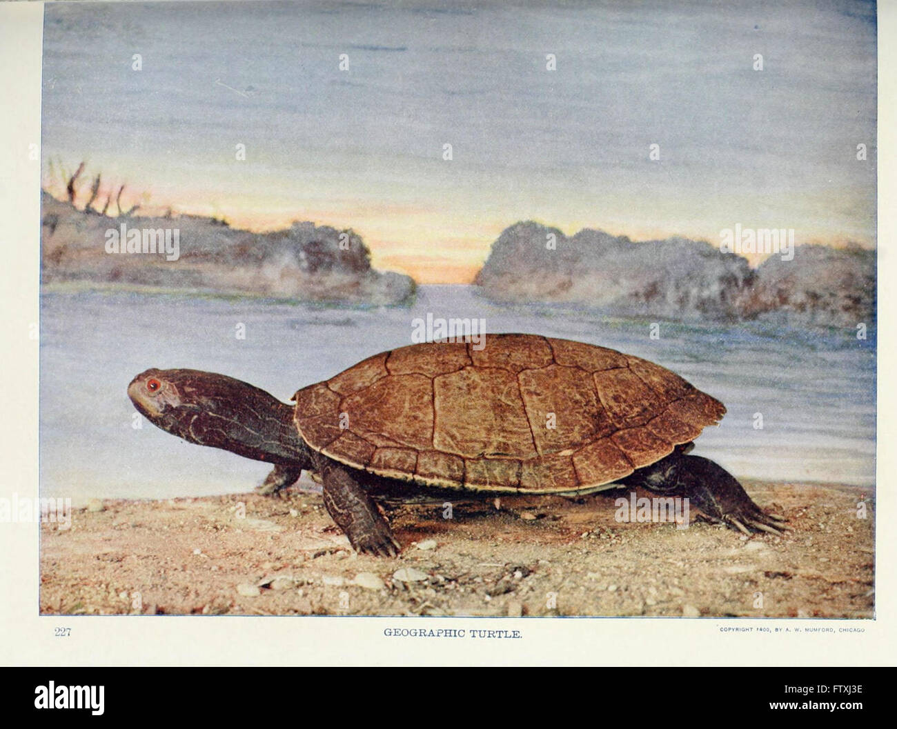 This illustration from Plate 227 showcases the diverse relationships ...