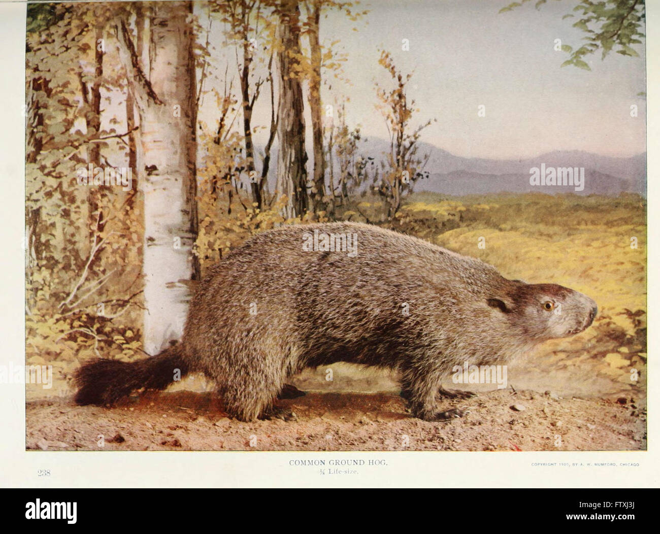 'Nature Neighbors' (Plate 238) features a detailed illustration of ...