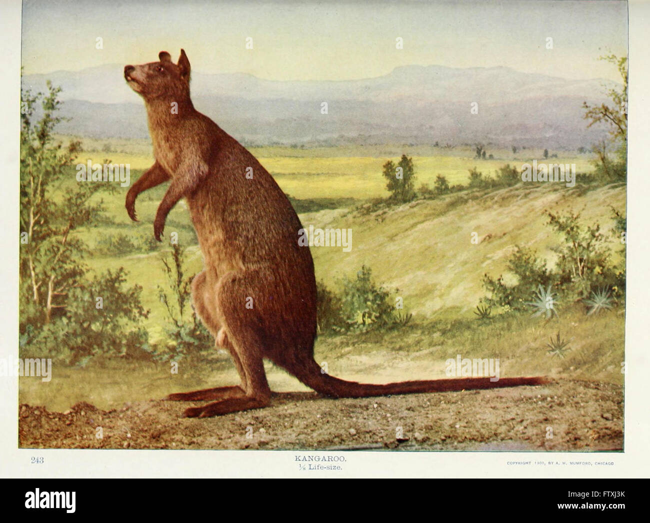 *Nature Neighbors* (Plate 243) illustrates the interactions between ...