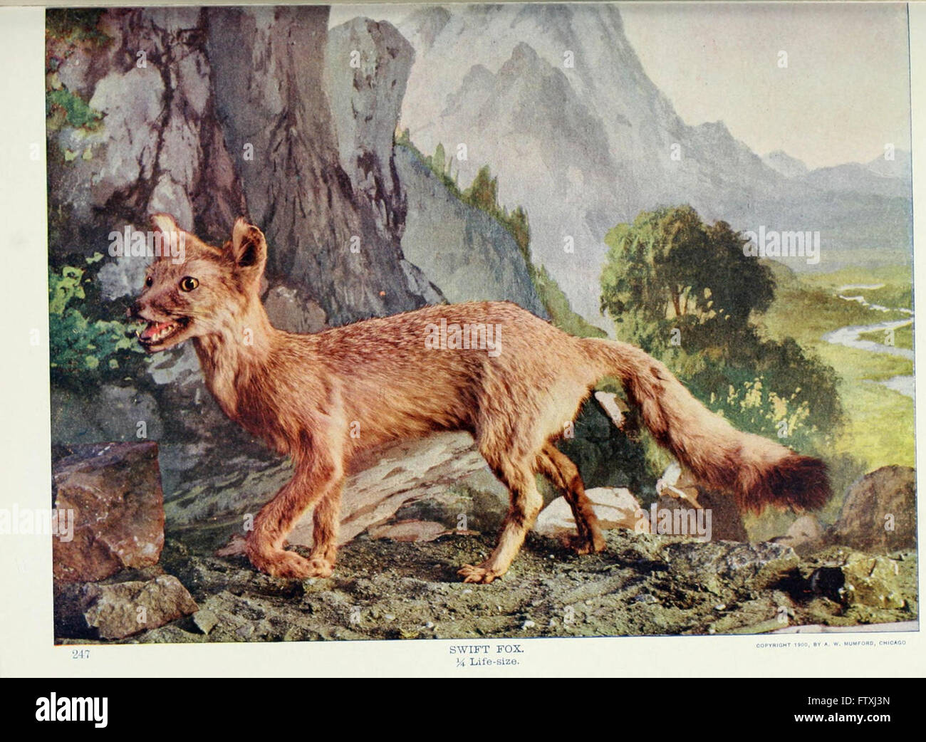 This plate from the series 'Nature Neighbors' features various wildlife ...