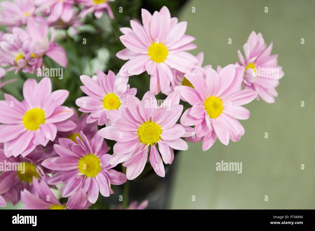 Springtime pink flowers background Stock Photo - Alamy