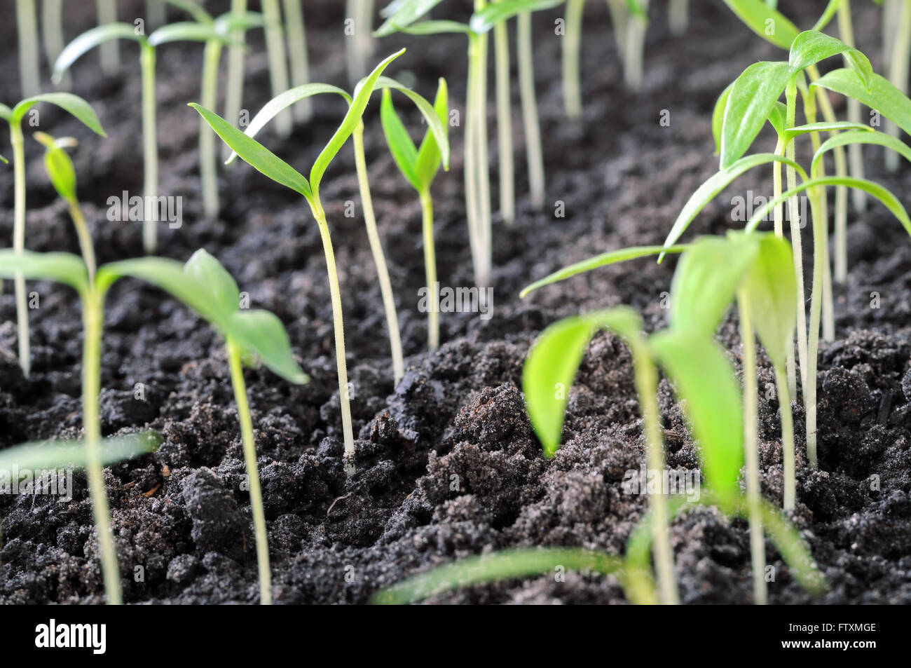 young pepper sprouts Stock Photo - Alamy