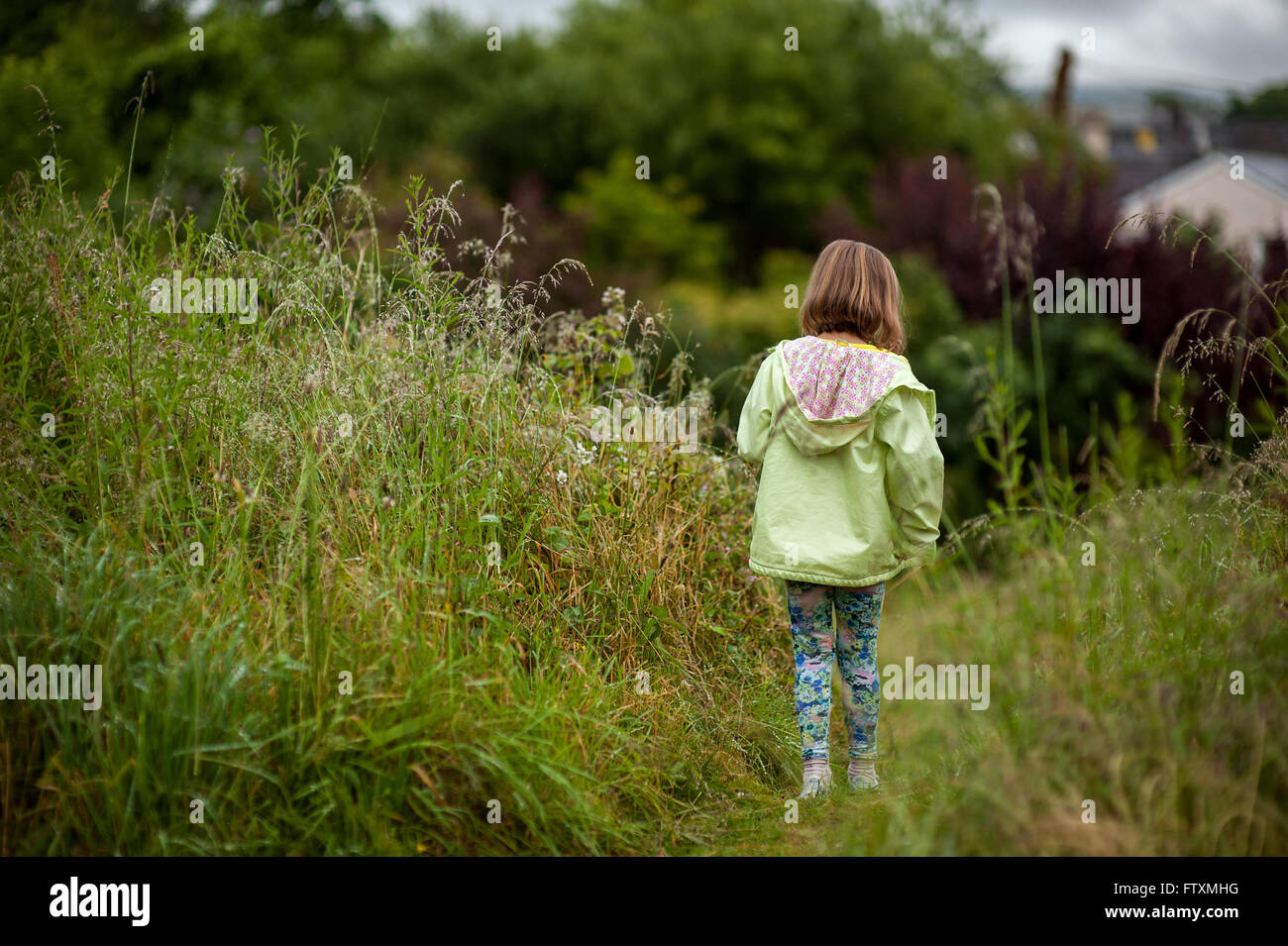 Rear view of a girl walking in field of long grass Stock Photo - Alamy