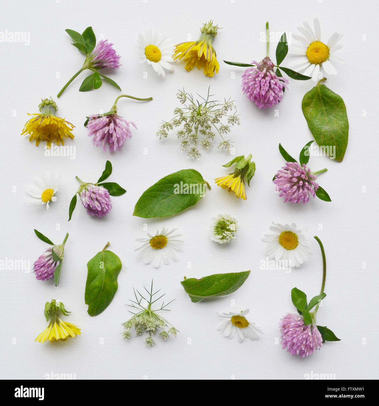 Arrangement of clover, daisies, dandelion and queen anne's lace ...