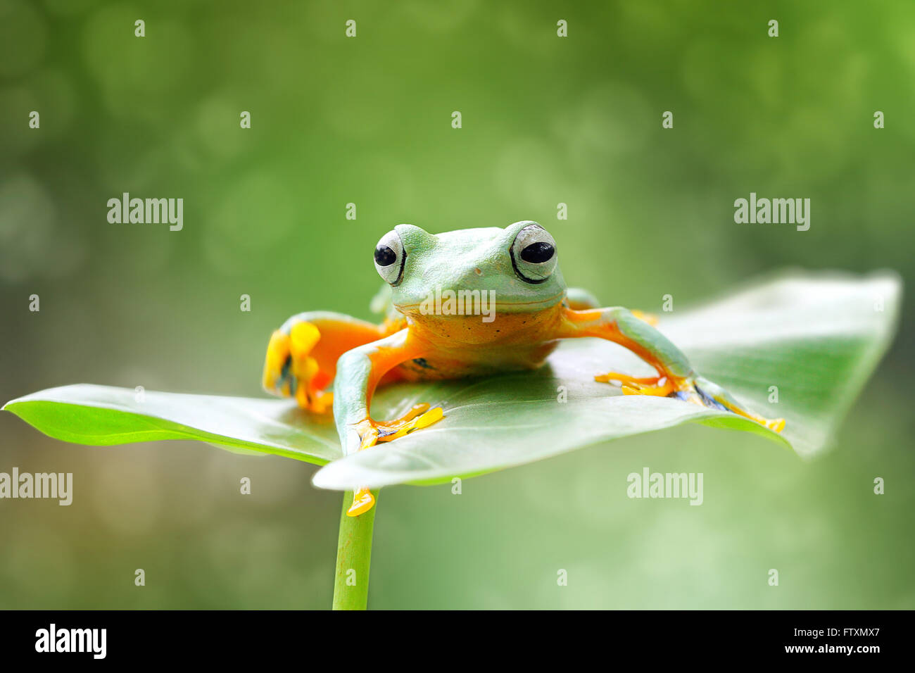 Tree frog sitting on a leaf, Indonesia Stock Photo - Alamy