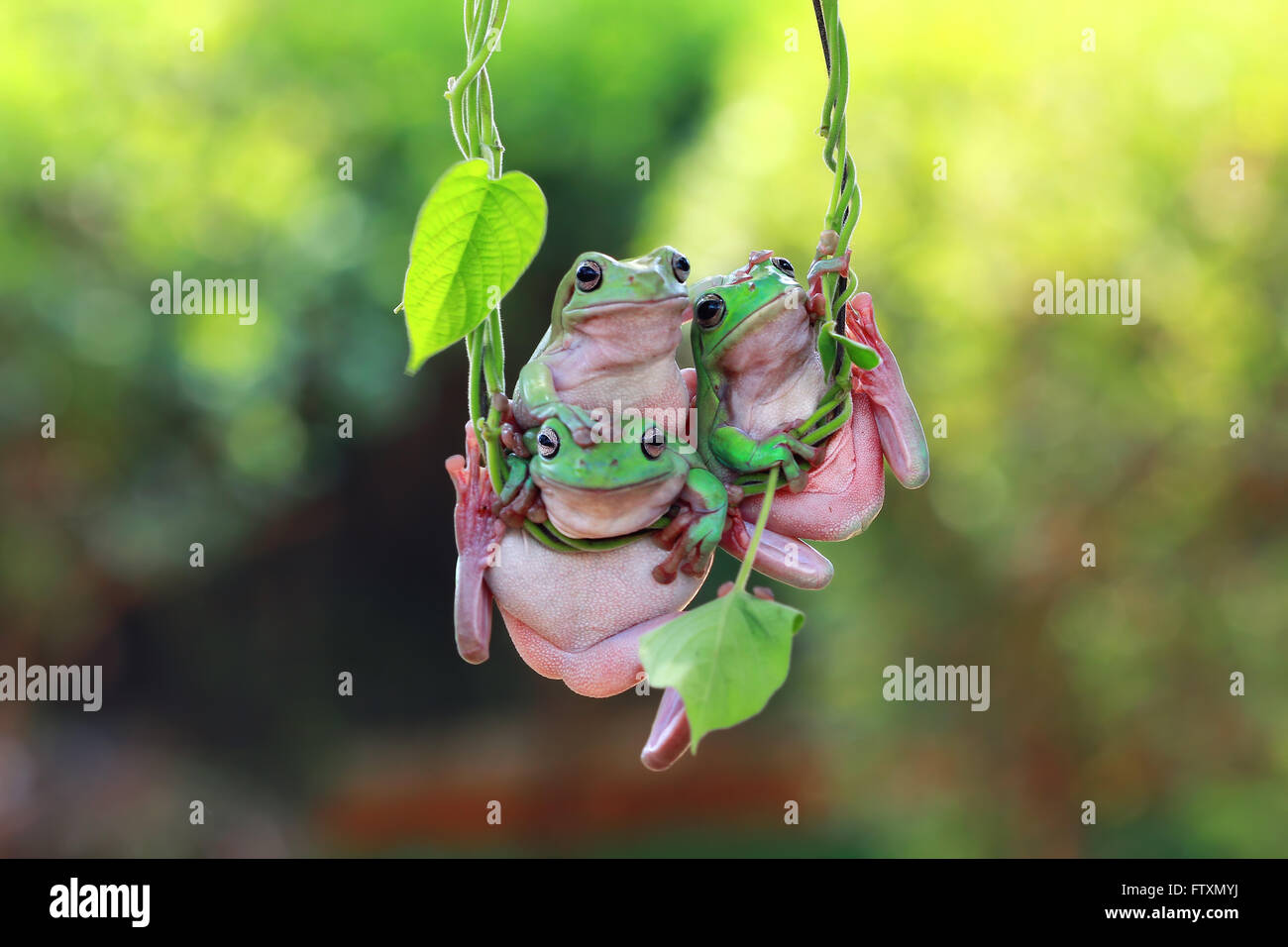 Three dumpy tree frogs hanging on vine hi-res stock photography and ...
