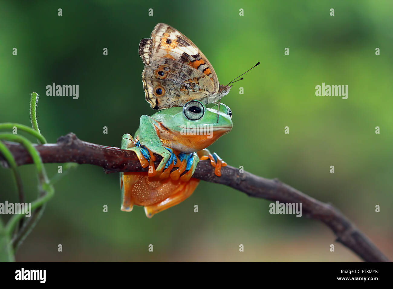 Butterfly sitting on tree frog, Indonesia Stock Photo - Alamy