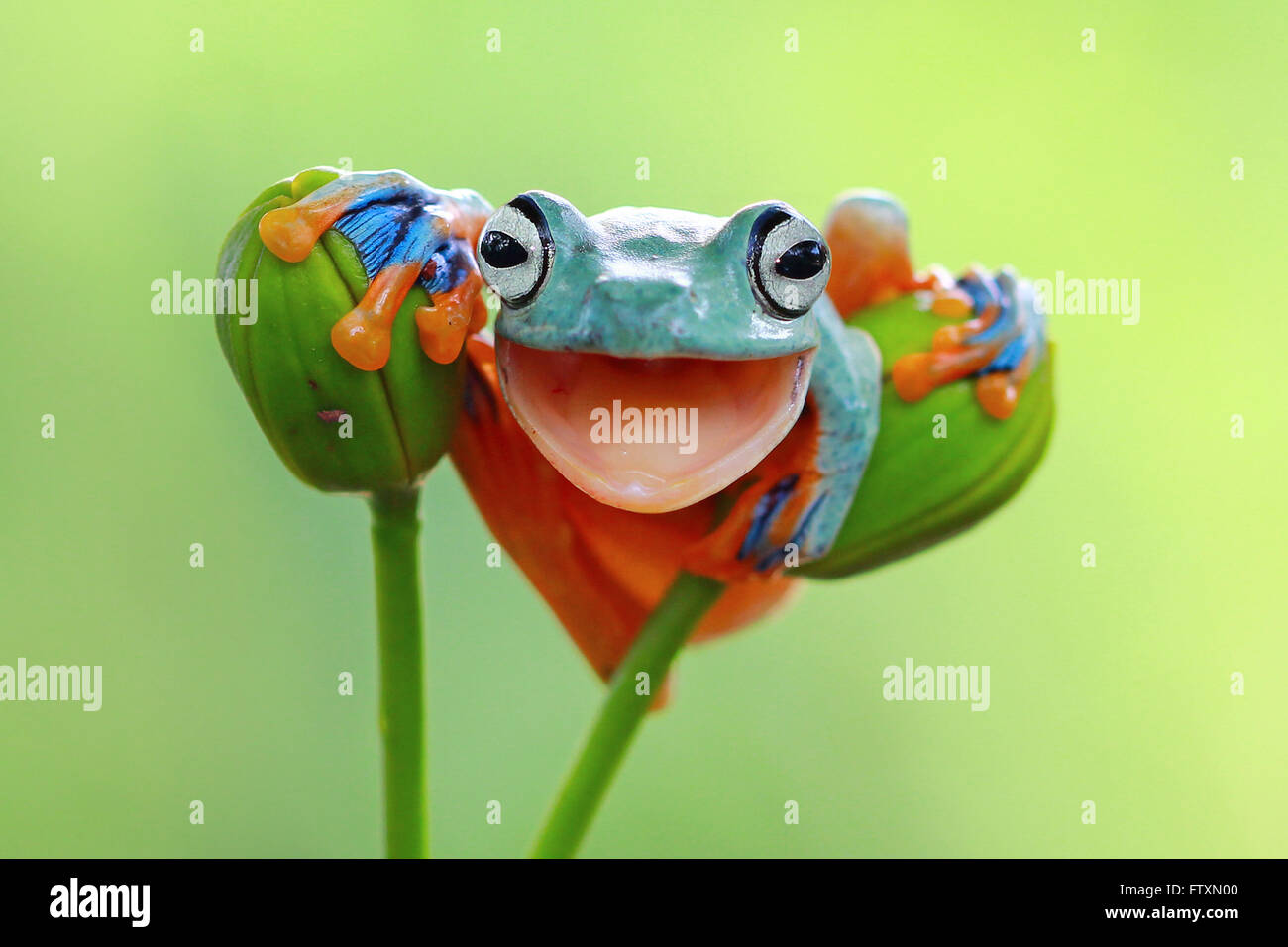 Frog With Mouth Open